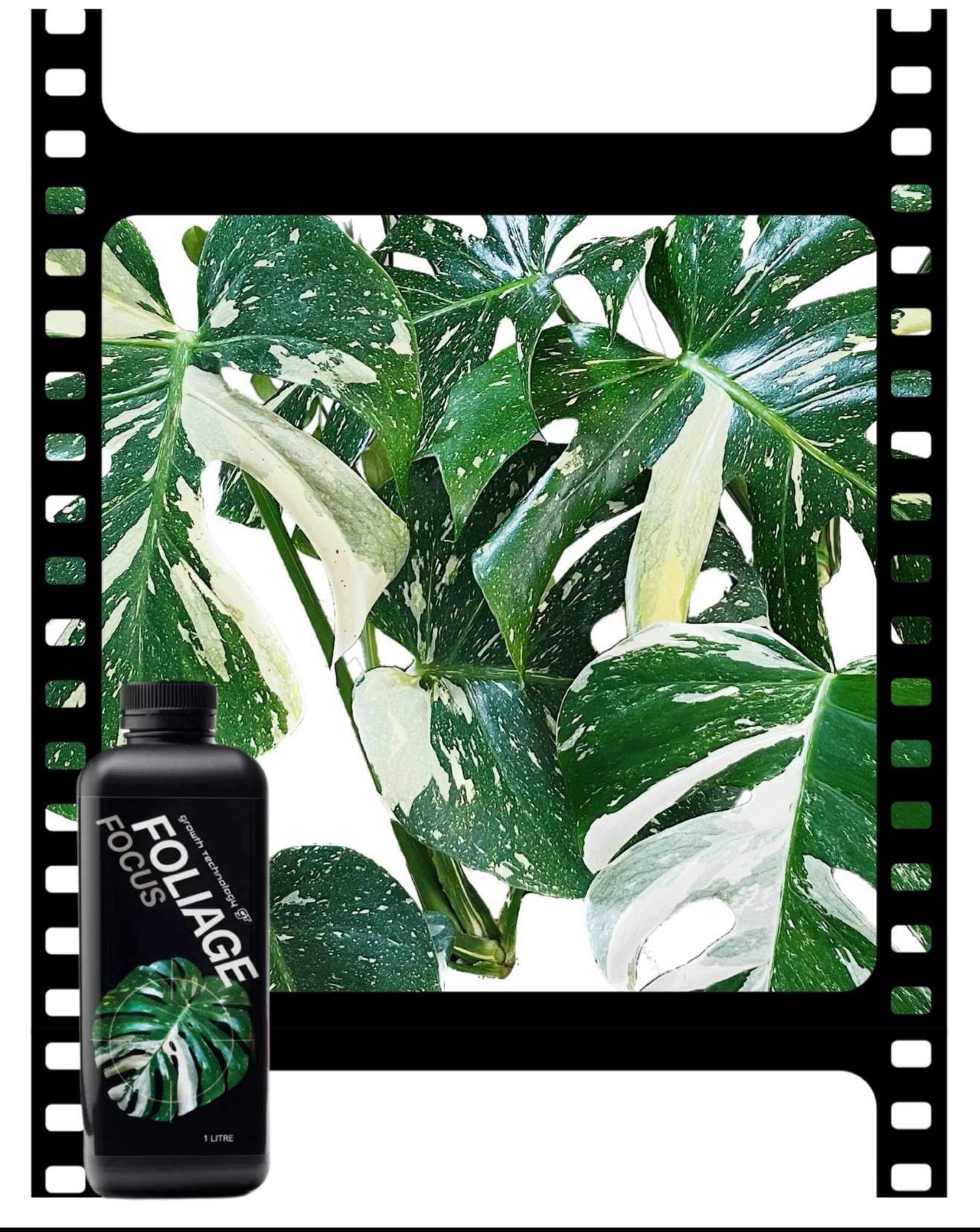 Foliage Focus The Plant Crew